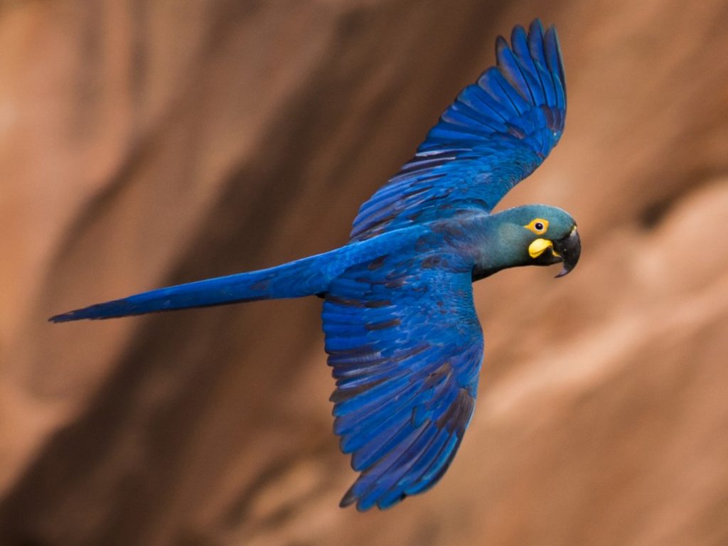 8 of World's Most Exotic Birds by Sweeney Feeders