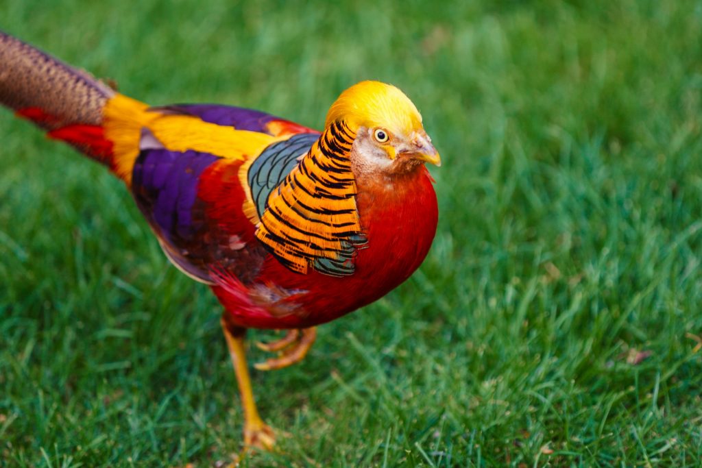 8 of World's Most Exotic Birds by Sweeney Feeders