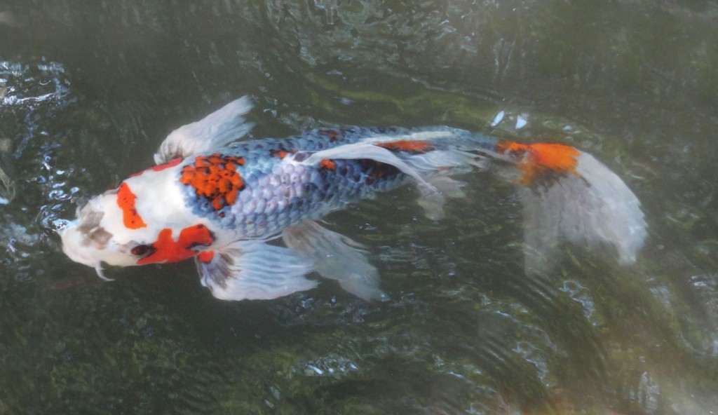 Best Koi for your Water Garden | Sweeney Feeders