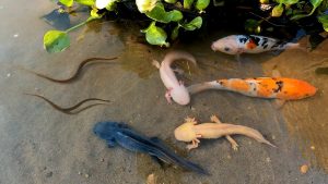 Axolotl as Pets for Your Garden Pond - Sweeney Feeders