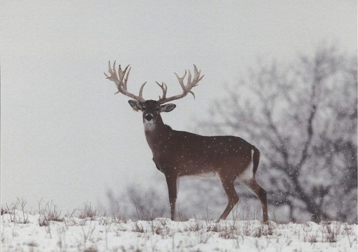Deer Minerals - Why Are They Important? | Sweeney Feeders