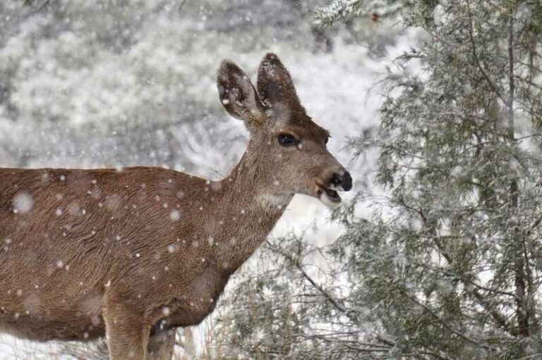 What to Feed Deer in Winter? - Sweeney Feeders
