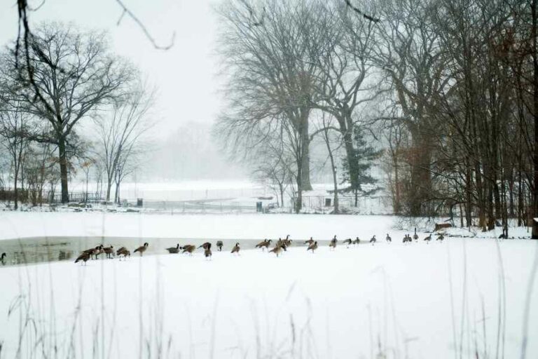 How to Winterize Your Automatic Fish Feeder - Sweeney Feeders